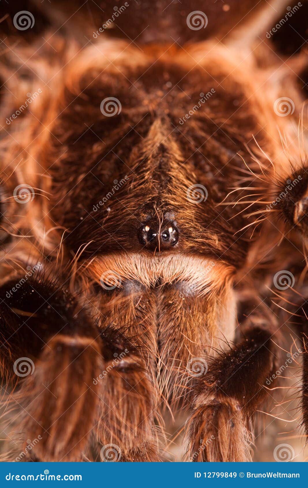 Big Tarantula on Rock stock image. Image of legs, jaws - 12799849