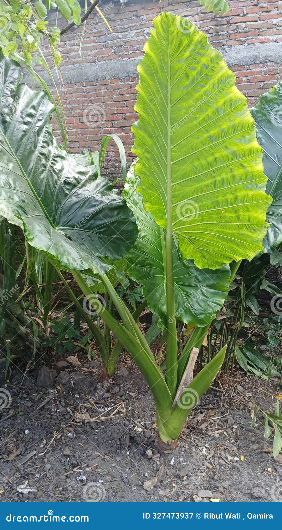 Big taro tree stock image. Image of forest, plants, landscape - 327473937