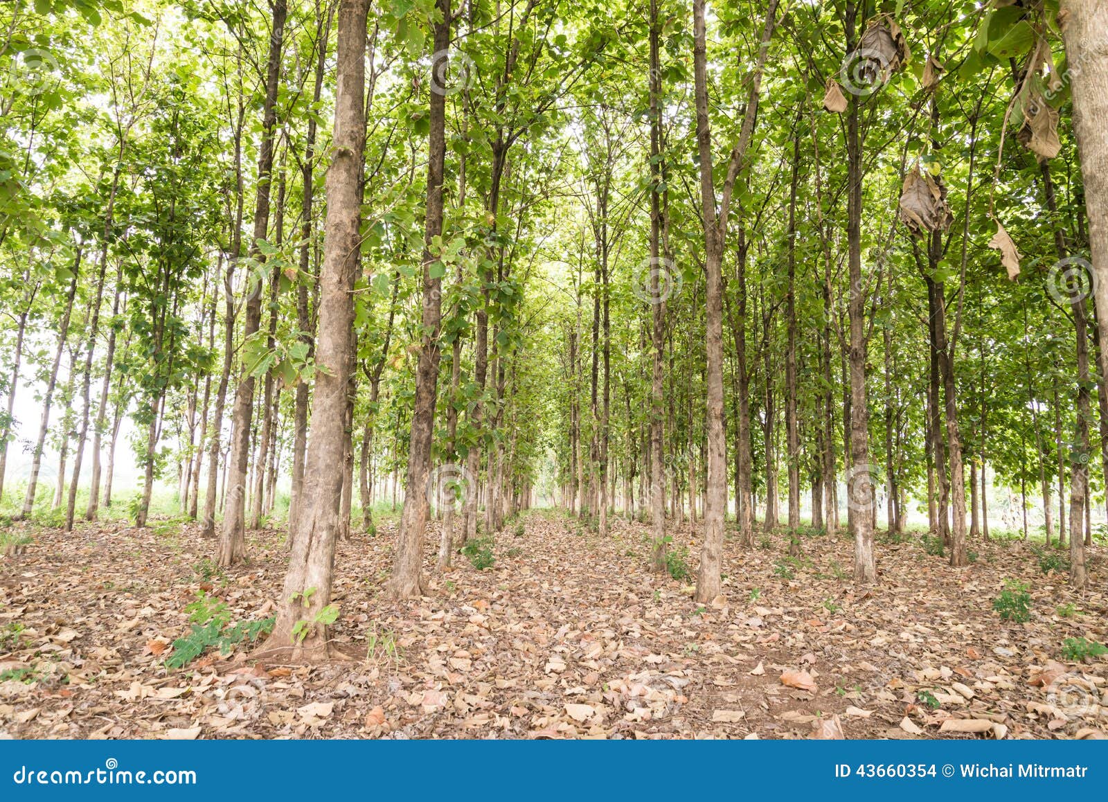 Big Teak Tree in Forest,Green Stock Photo - Image of beam, asia: 43660354