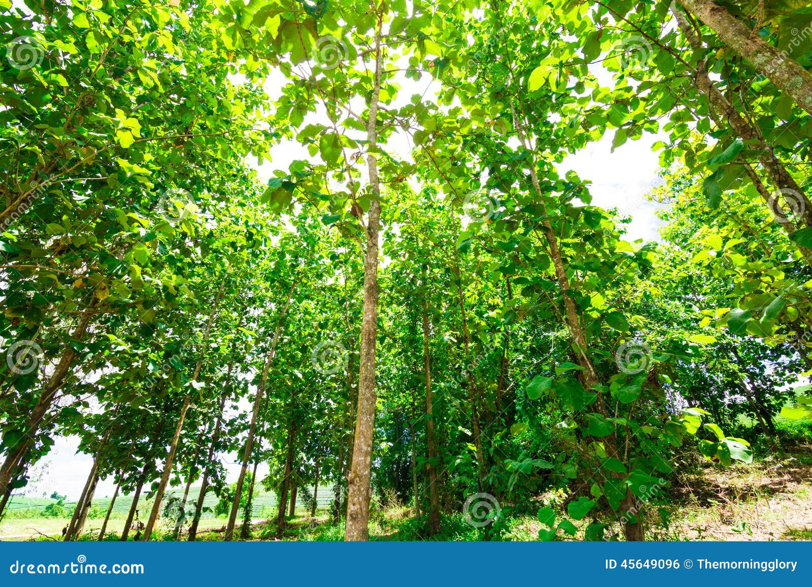 Big teak tree forest stock photo. Image of beam, grass - 45649096