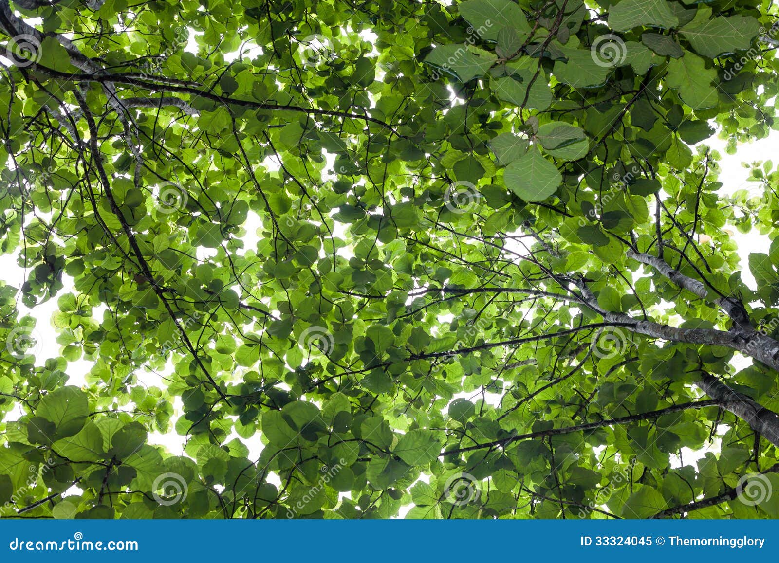 Teak Tree On White Background, Teak Tree Plant, Teak Leaves Big Branch ...