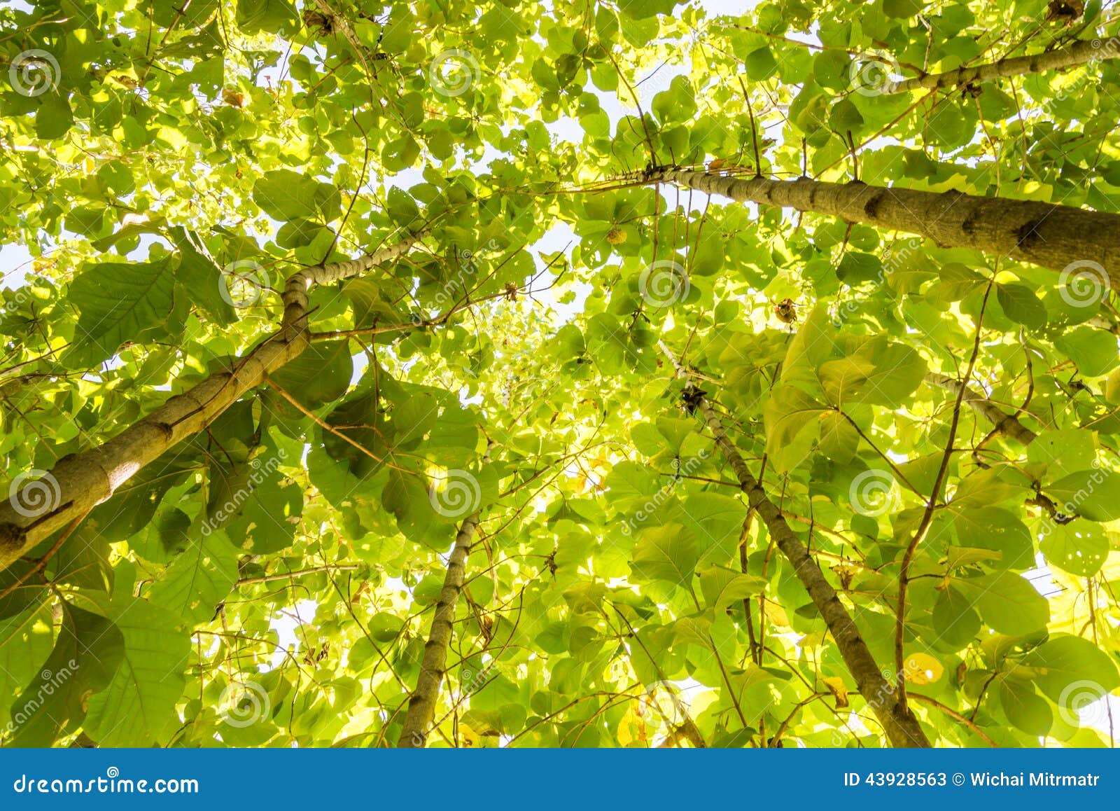 Teak Tree Plantation, Forest Teak, Teak Farm, Background Teak Wood ...