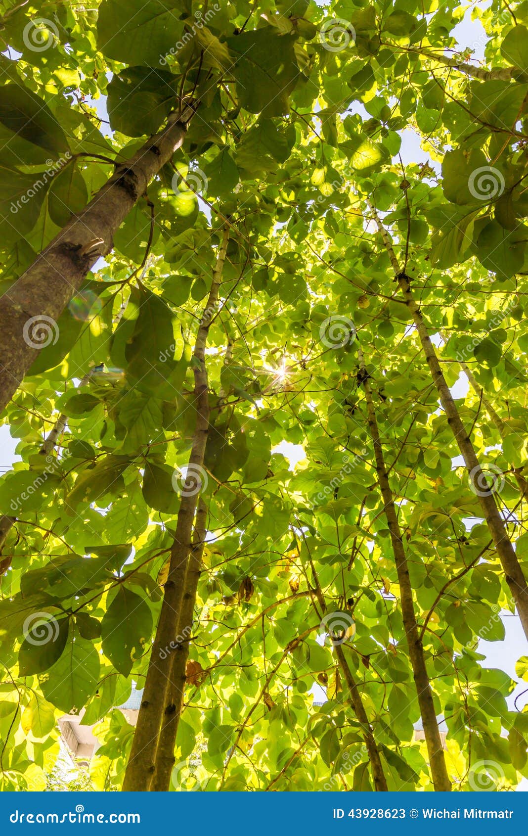 Big teak tree, Green fresh stock image. Image of sunlight - 43928623