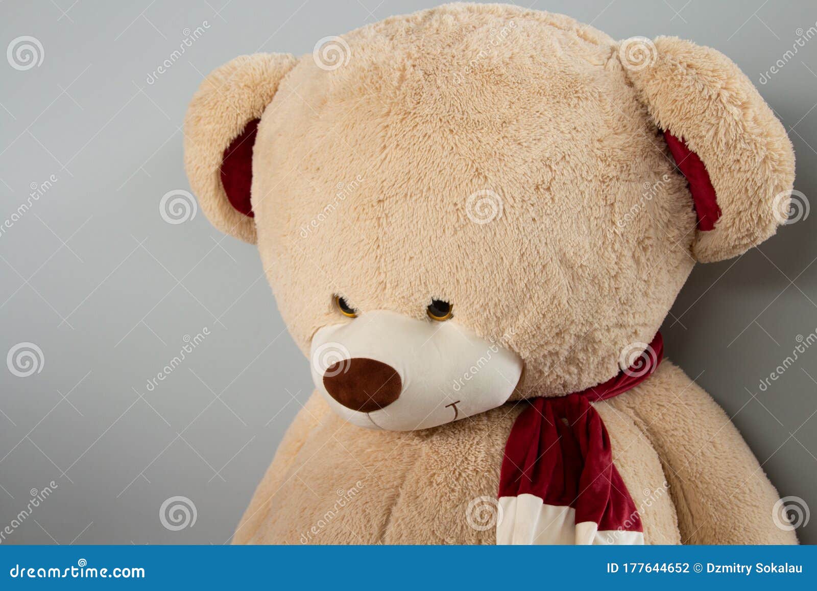 Big Teddy Bear in a Scarf, Side View Stock Photo - Image of learning ...