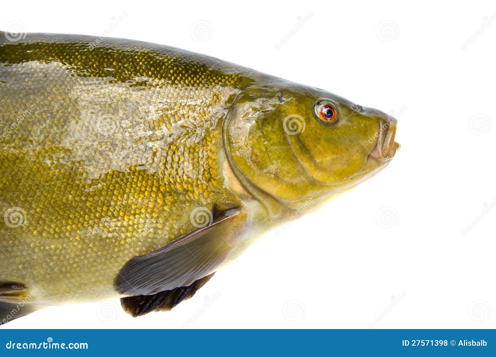 Big Tench Fish Head on White Stock Photo - Image of food, object: 27571398
