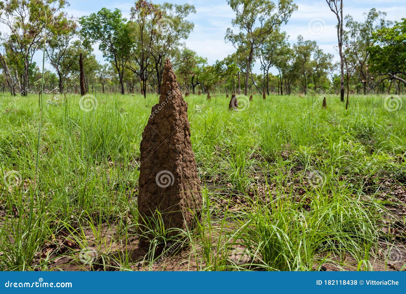 Big Termite Anthills. Australia, Outback, Northern Territory Stock ...
