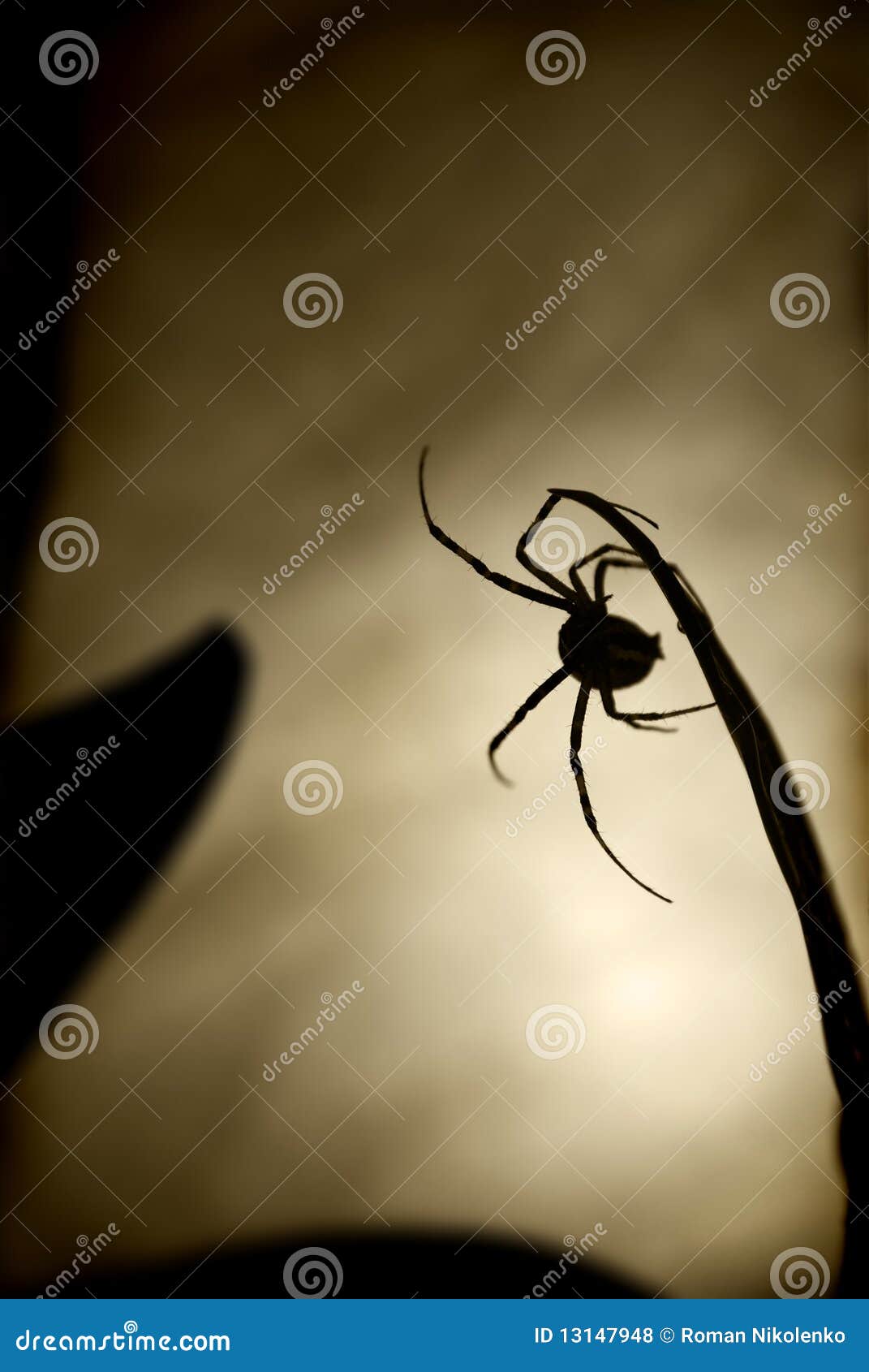 Big Terrible Spider and Big Moon Stock Photo - Image of beautiful, legs ...