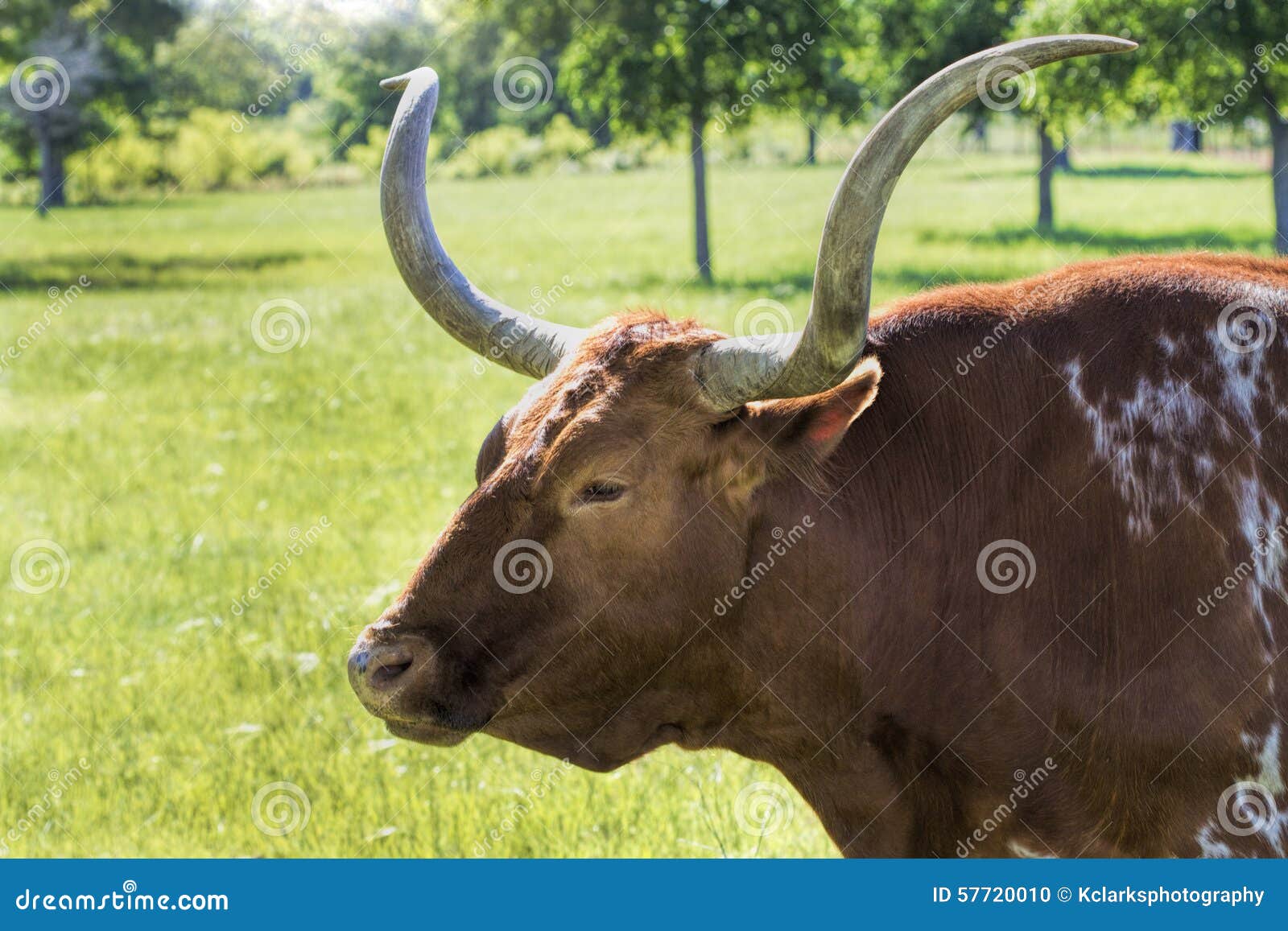 Big Texas Longhorn Steer 3 stock photo. Image of farm - 57720010