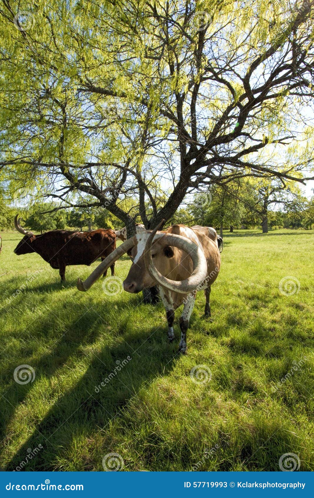 Big Texas Longhorn Steers stock image. Image of cattle - 57719993