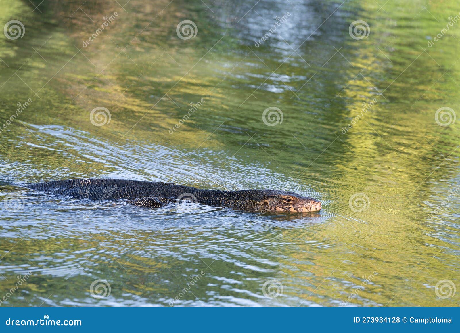 Big Thai dragon lizard stock photo. Image of asian, asia - 273934128