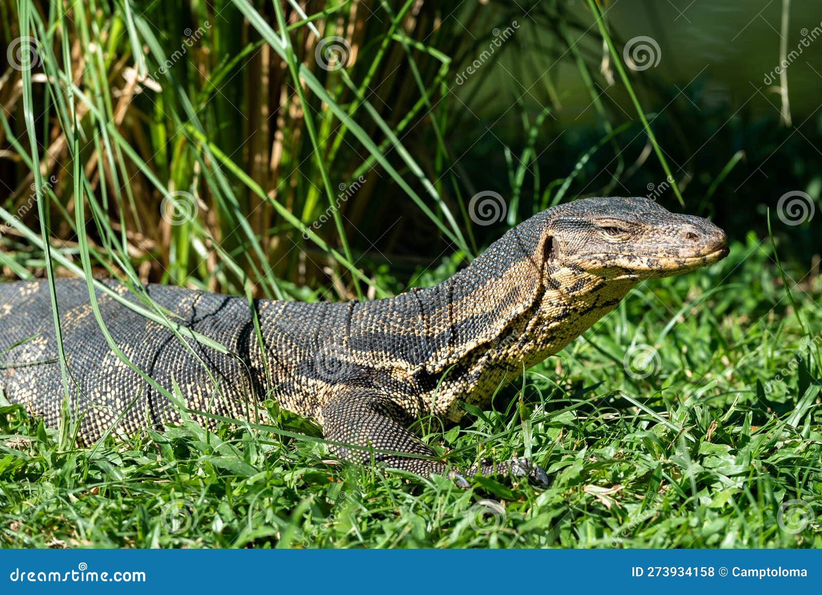 Big Thai dragon lizard stock photo. Image of dangerous - 273934158