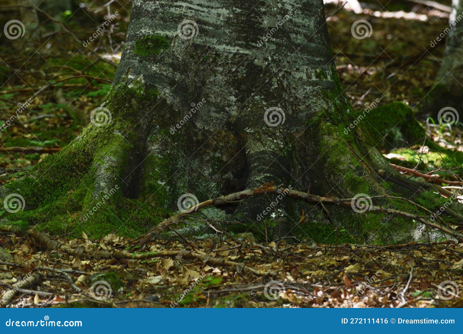 Big Thick Tree in the Forest Overgrown with Moss Stock Photo - Image of ...