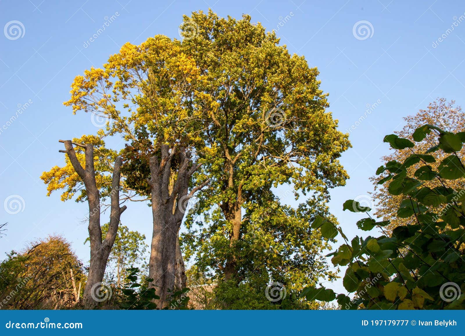 A Big Thick Tree on a Summer Day Stock Image - Image of leaf, spring ...