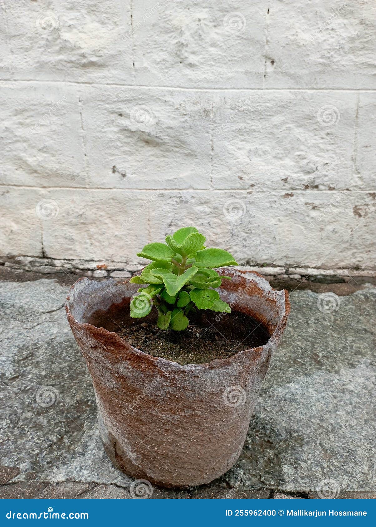 Big Thyme plant stock photo. Image of plant, ayurveda - 255962400