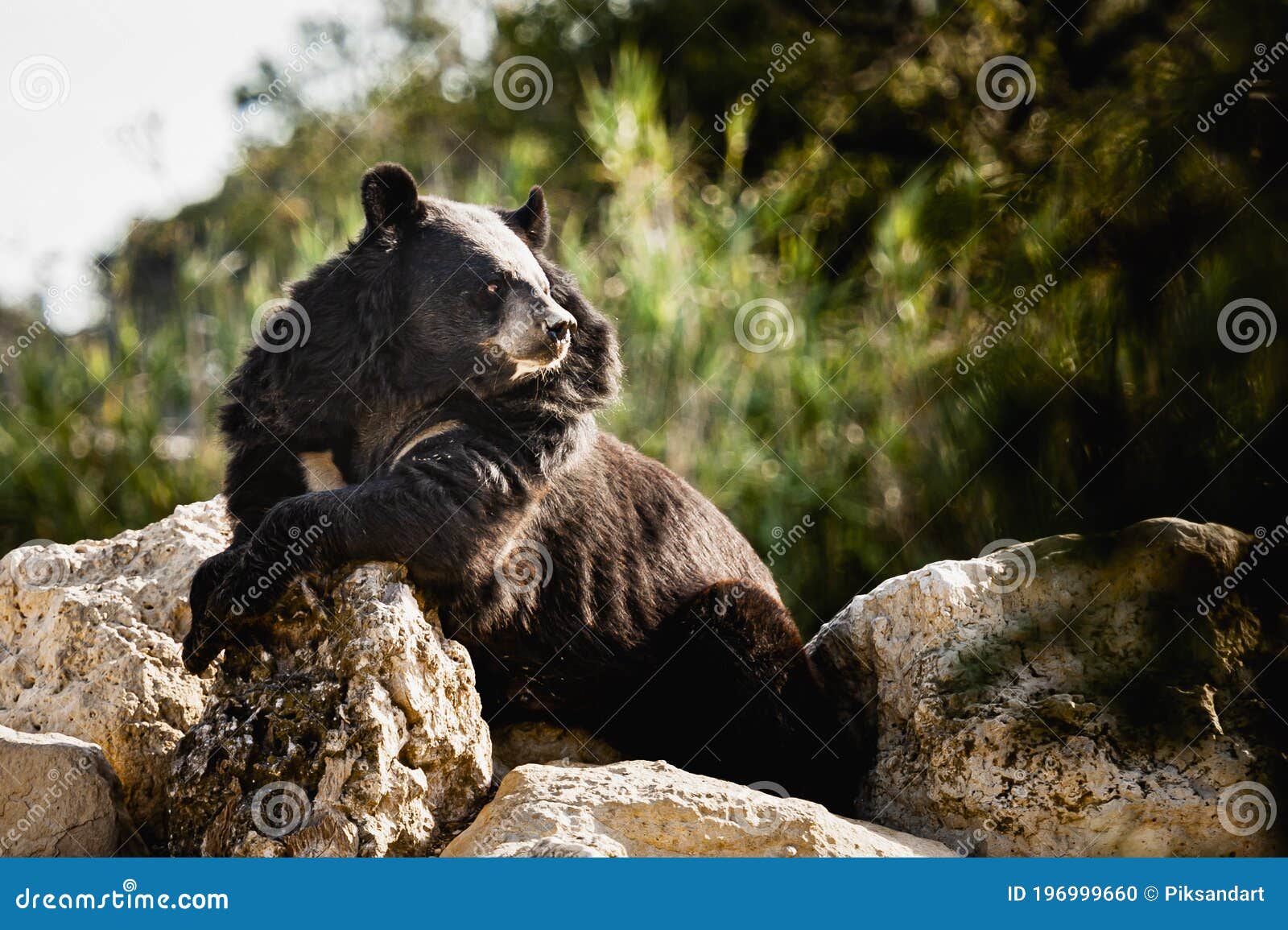 Tibetan Bear Lying on a Rock Stock Photo - Image of hairy, animal ...