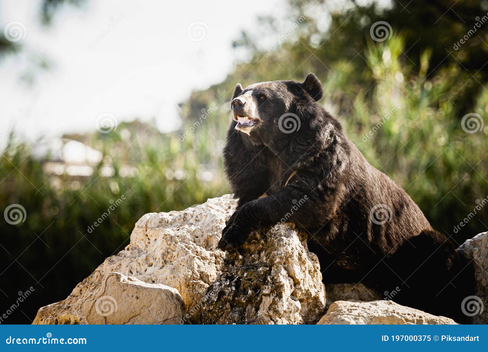 Tibetan Bear Lying on a Rock Stock Image - Image of bear, nature: 197000375