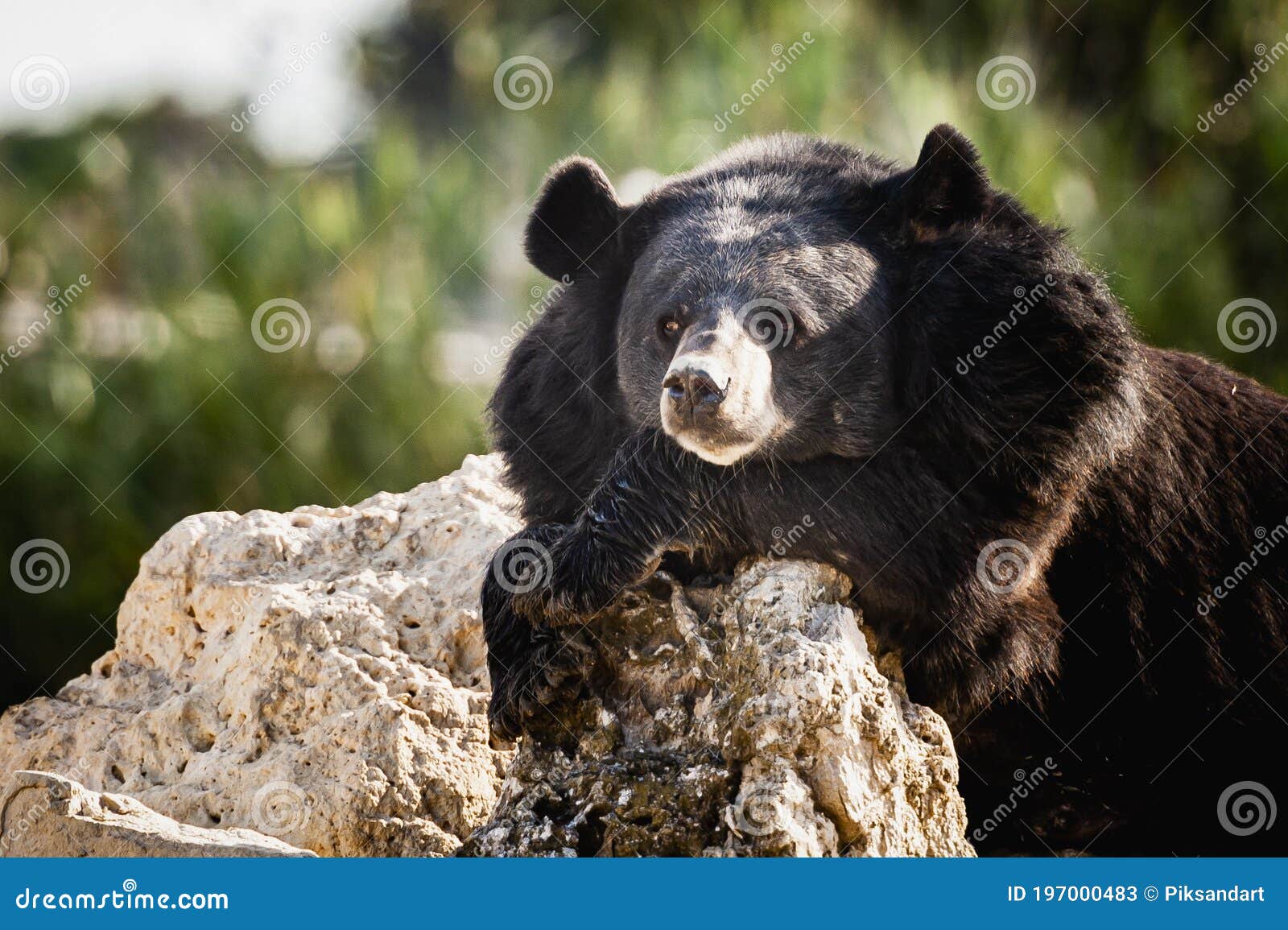 Portrait of a Tibetan Bear Lying on a Rock Stock Image - Image of ...