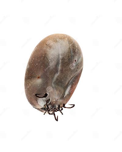 Big tick stock photo. Image of female, isolated, animal - 16879138