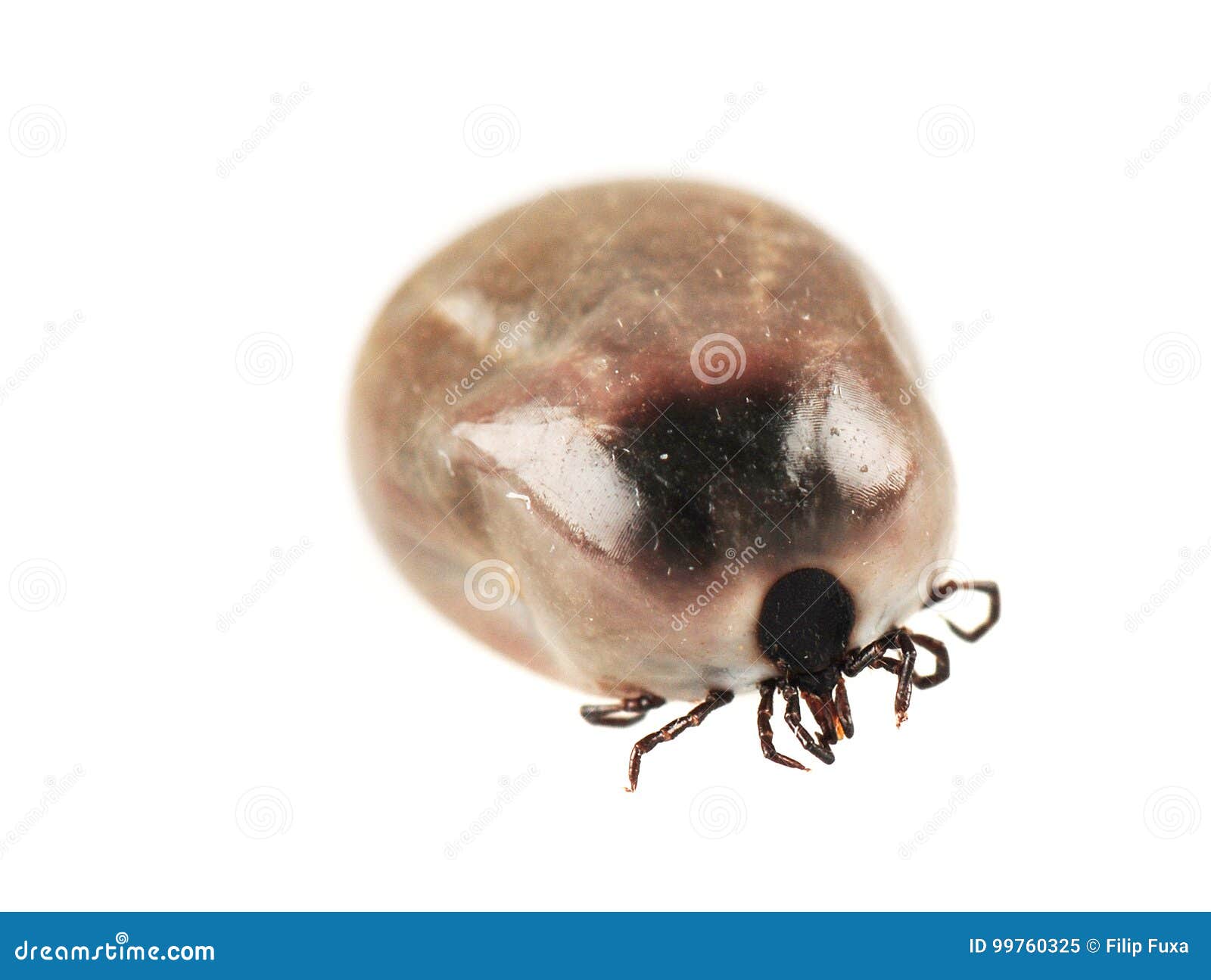 Large Tick Tick With Legs And Mouthparts Royalty-Free Stock Photo ...
