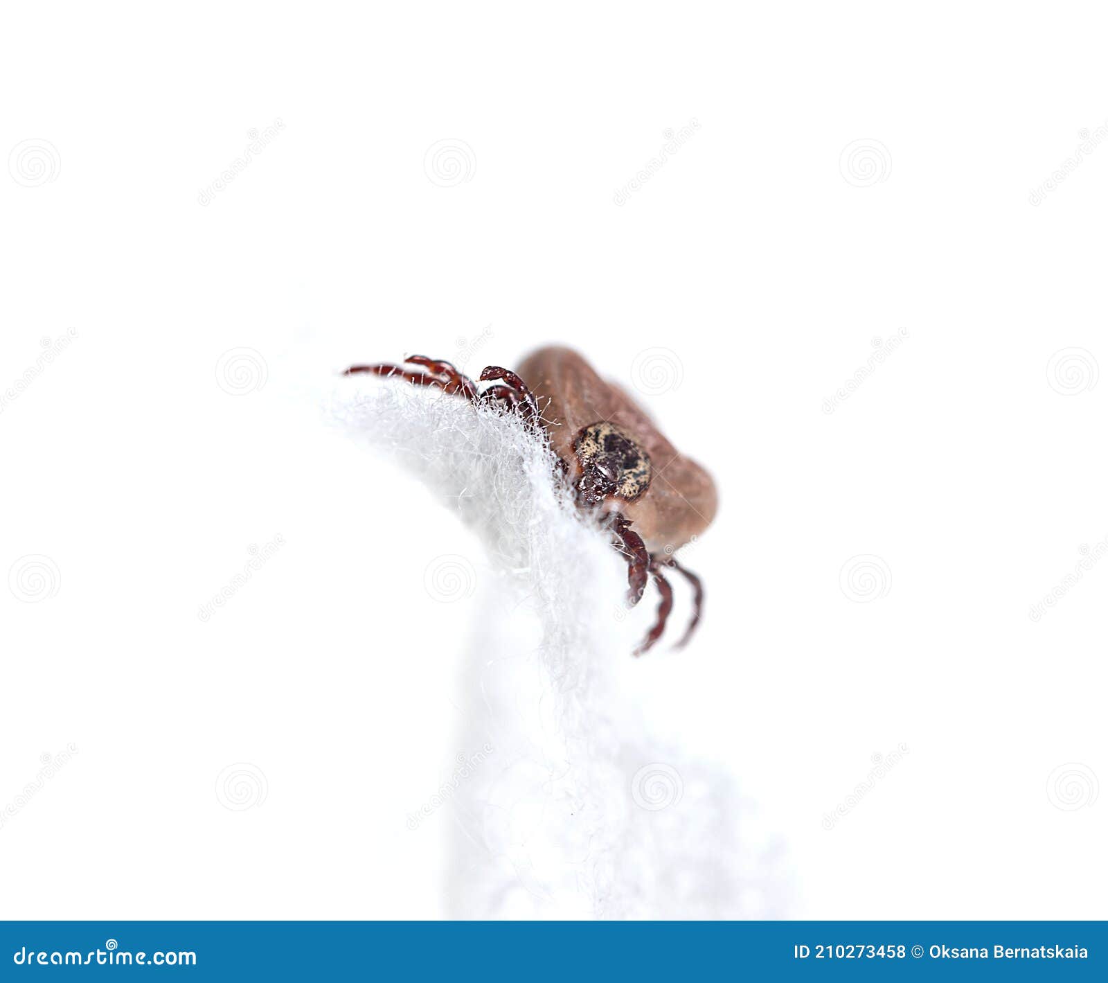 Big Tick on White Background Stock Photo - Image of clothing, glasses ...