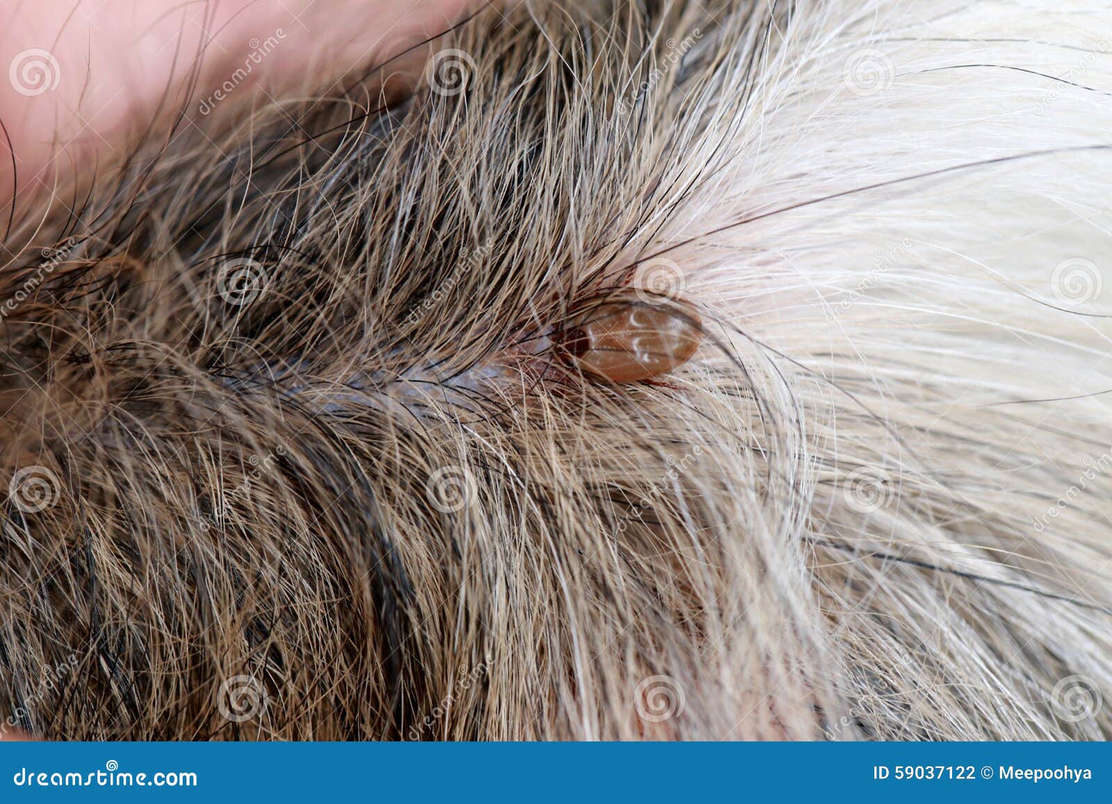 Big Ticks on a dog. stock photo. Image of danger, bath - 59037122