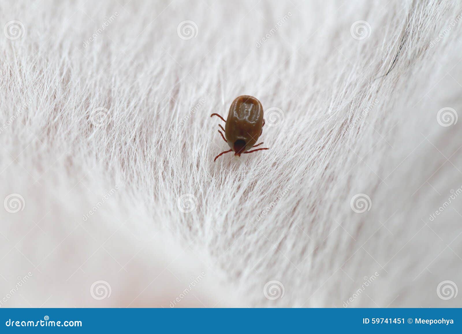 Big Ticks on a dog. stock image. Image of leech, animal - 59741451