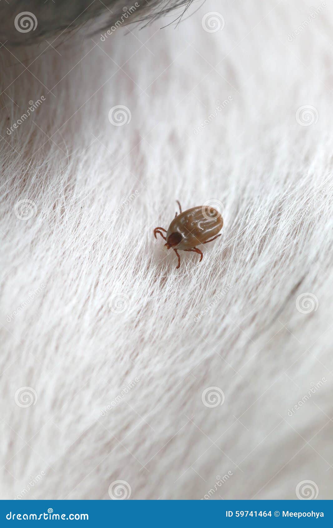 Big Ticks on a dog. stock photo. Image of reservoir, bath - 59741464