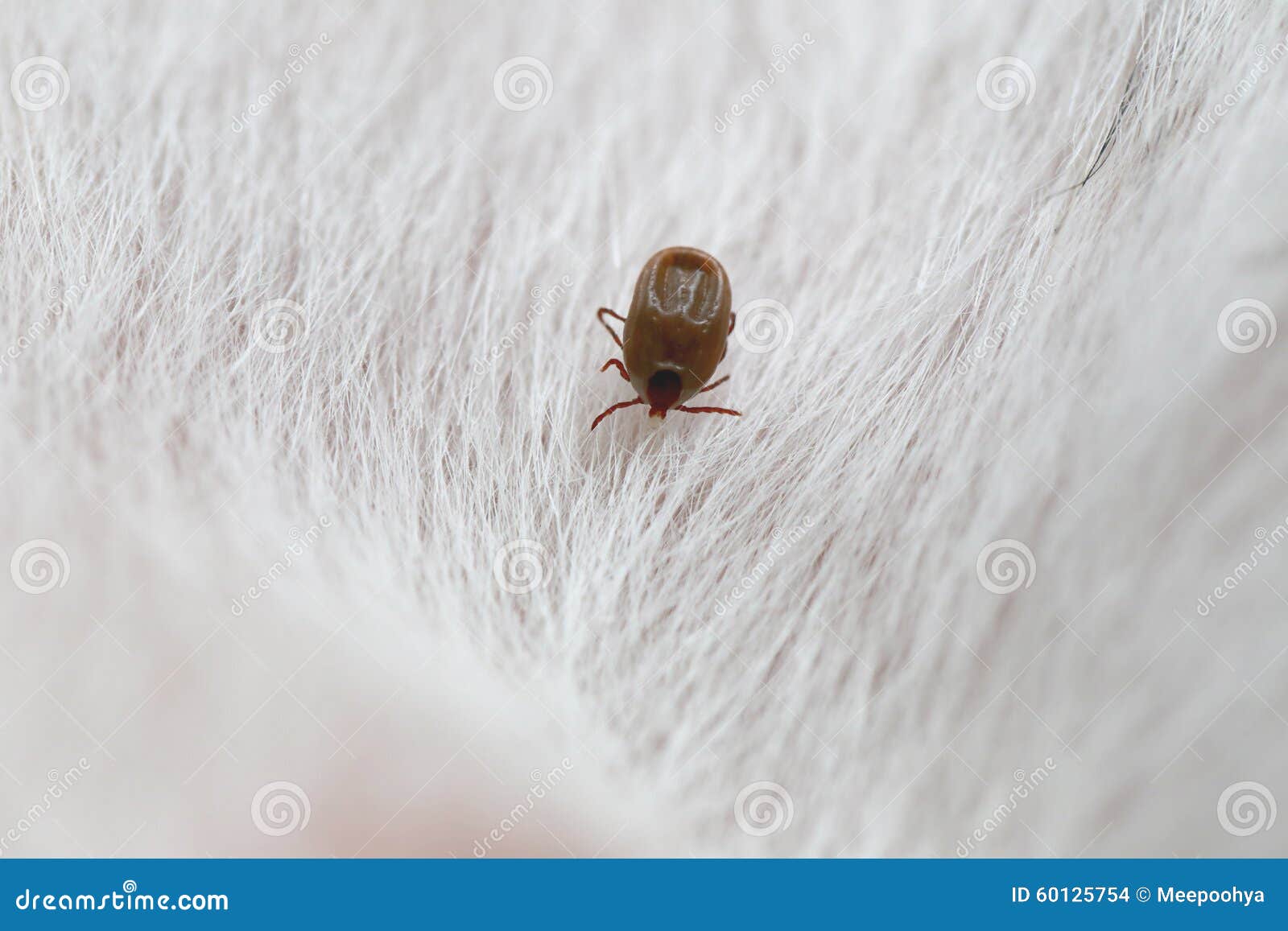 Big Ticks on a dog. stock photo. Image of blood, flea - 60125754