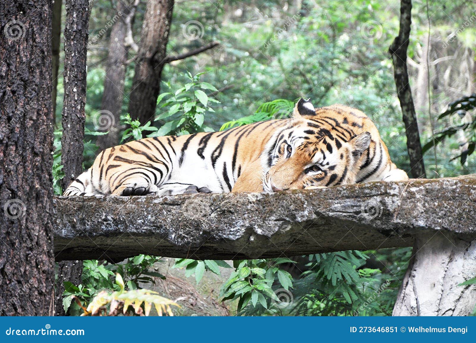 The big tiger stock image. Image of safari, animal, tiger - 273646851