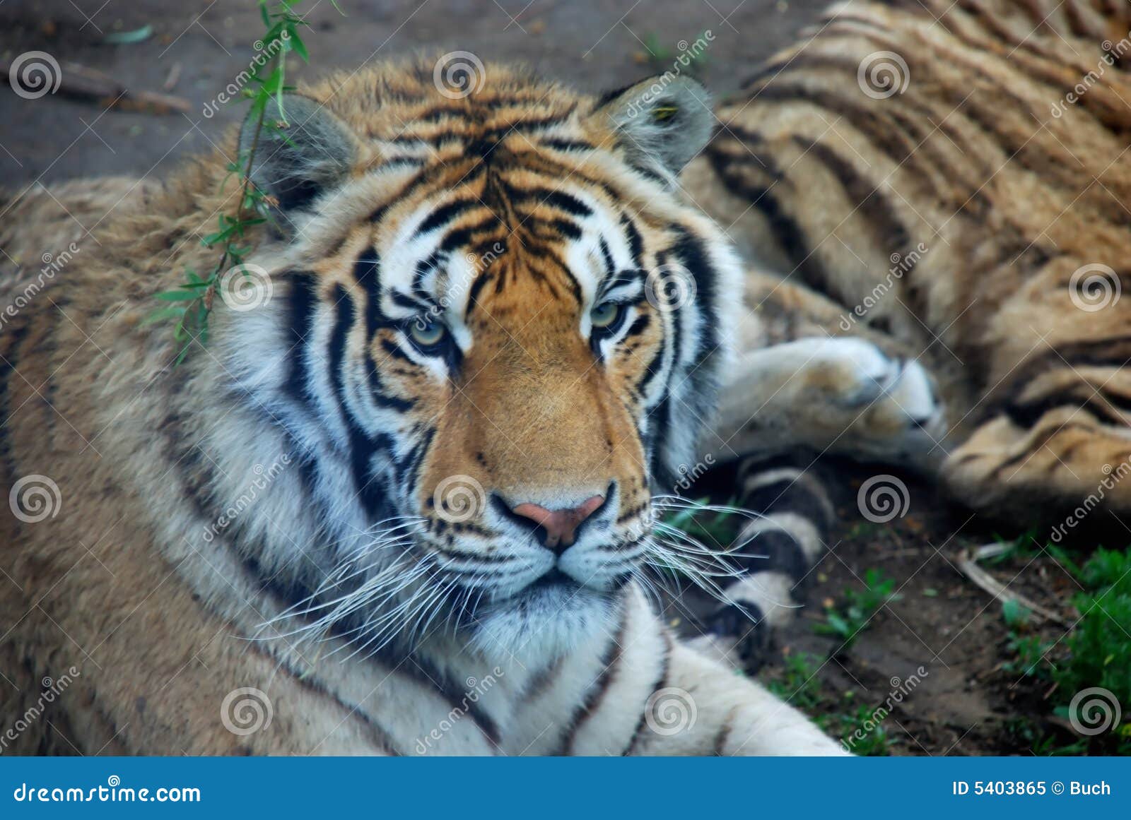 Big tiger stock image. Image of mammal, wildlife, striped - 5403865