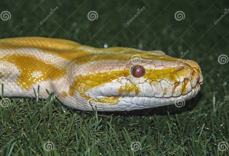 Big Tiger Albino Python SnakePython Molurus Bivittatus Yellow Viper ...