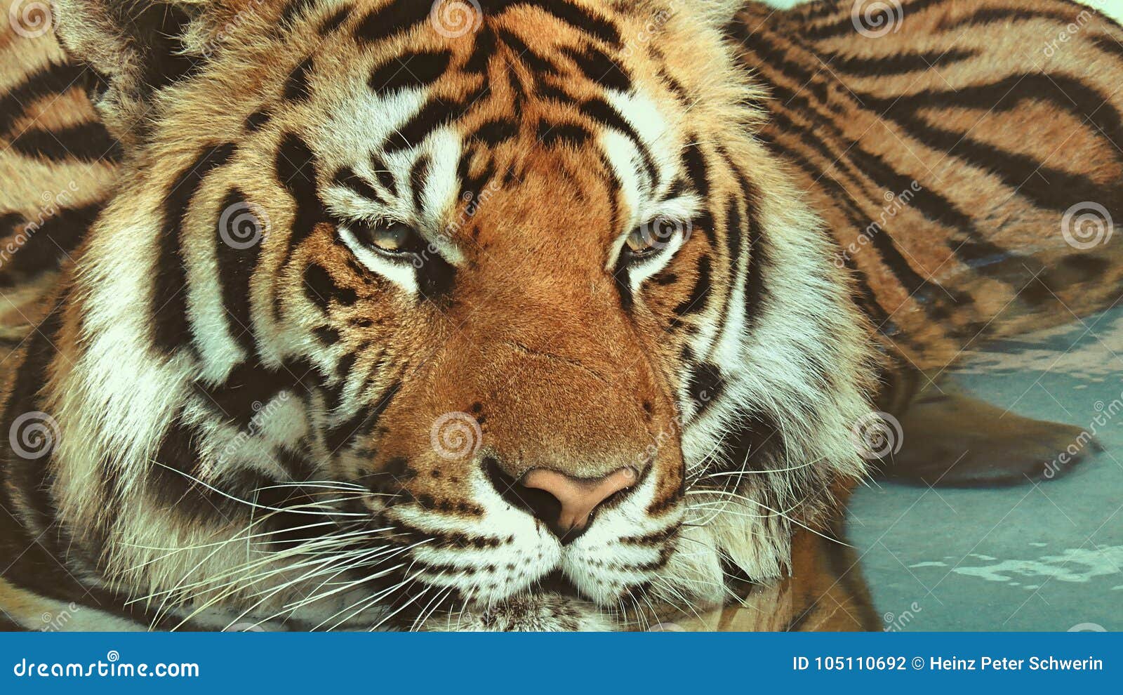 Tiger in the water stock photo. Image of siberia, dangerous - 105110692