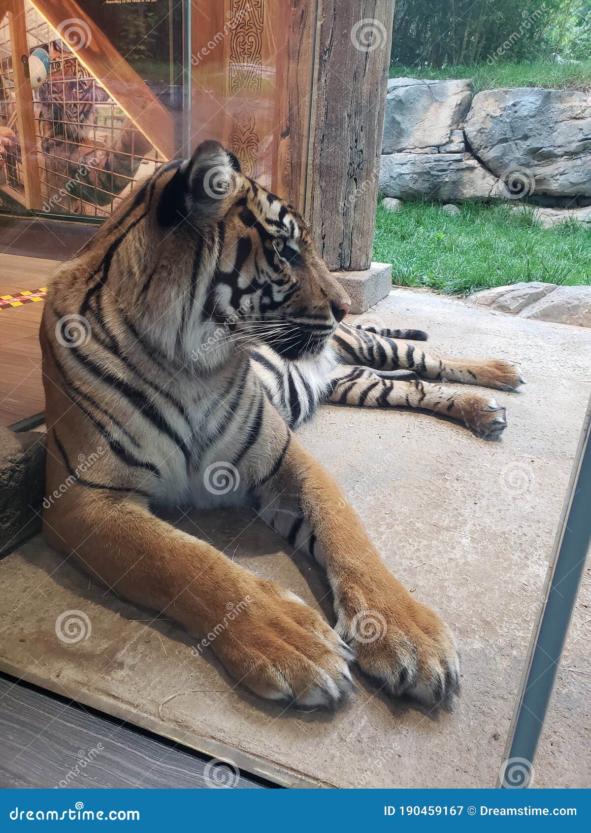 Big Tiger Breaking stock image. Image of perfil, breaking - 190459167