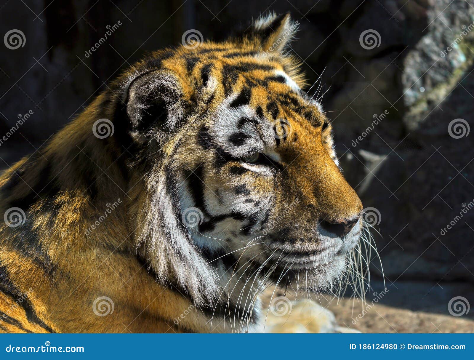 Big tiger head close up stock photo. Image of hunter - 186124980