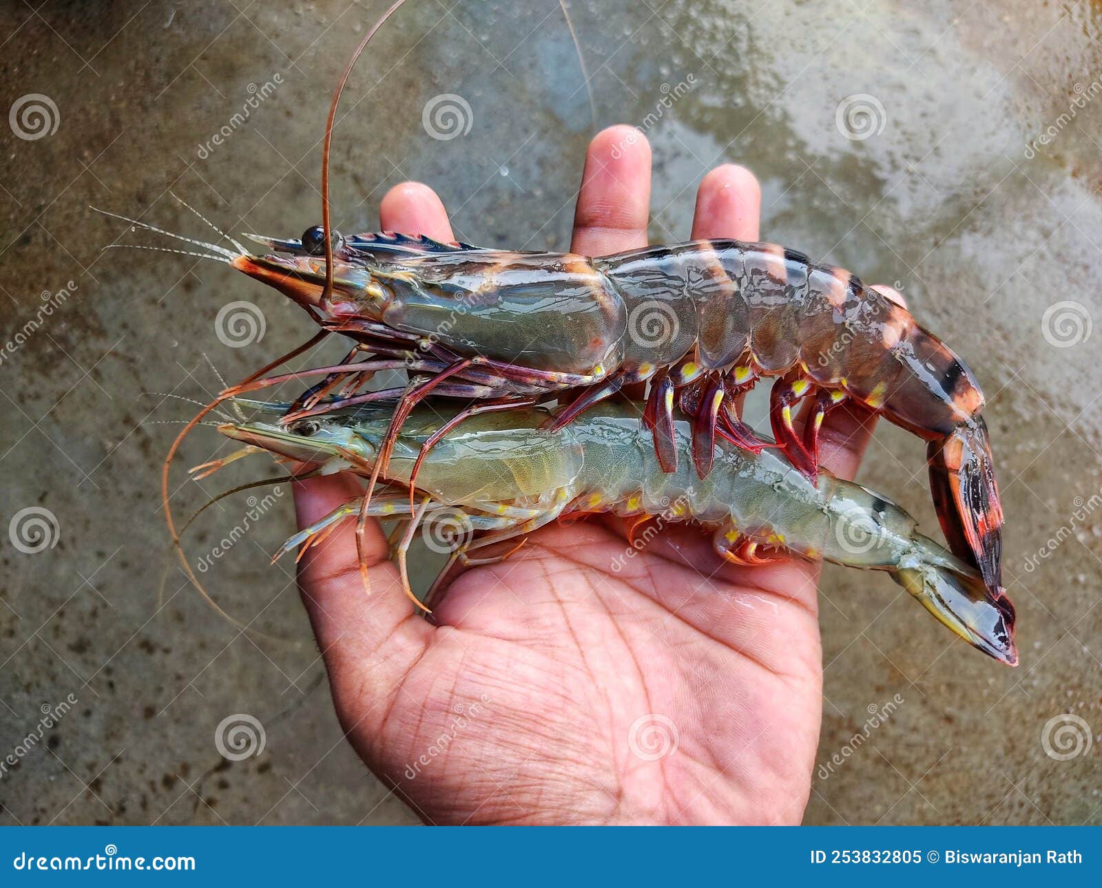 Big Tiger Prawn in Hand in Nice Blur Background HD Stock Image - Image ...