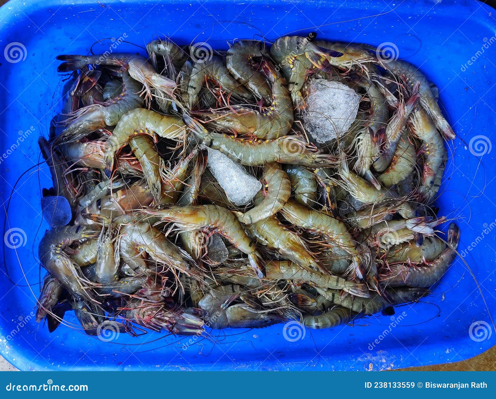 Big Tiger Prawn Shrimp with Ice in Plastic Container Stock Image ...