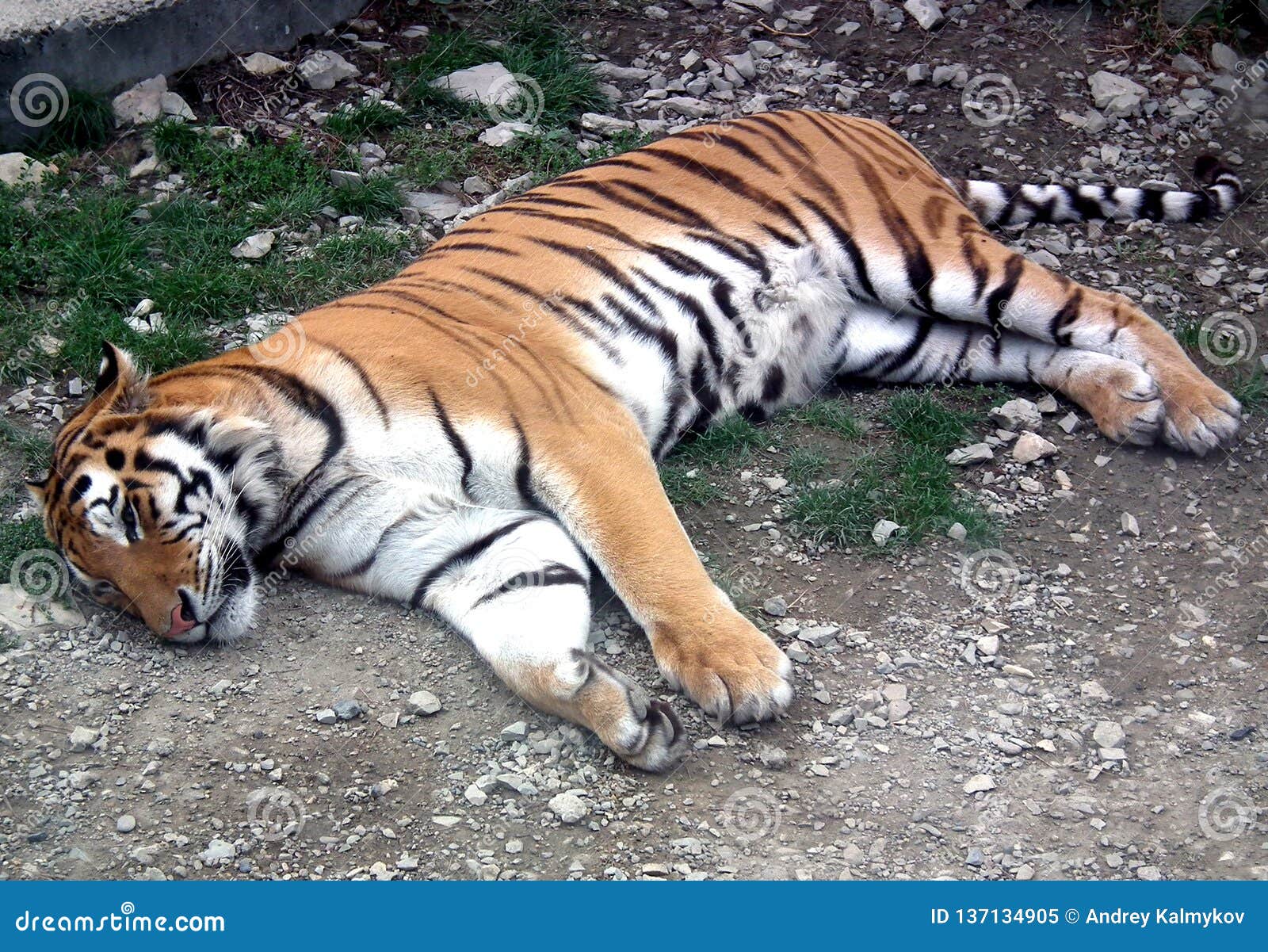Big tiger on rest stock image. Image of tourism, rest - 137134905