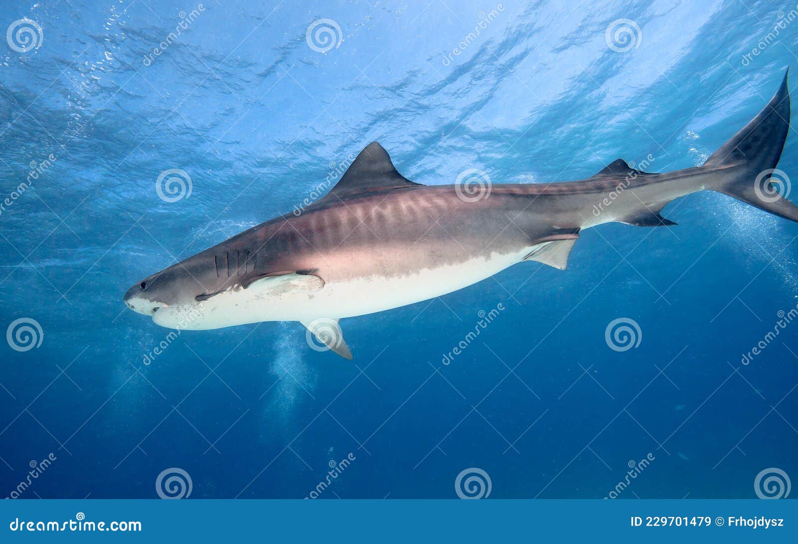 Big Tiger shark. stock image. Image of atlantic, grey - 229701479