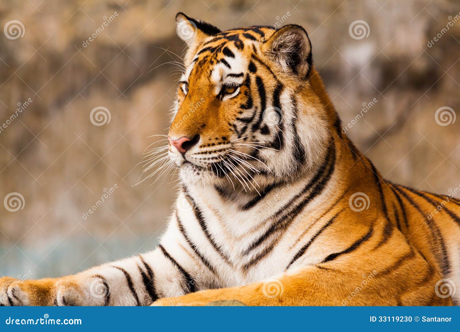Big Tiger sitting stock photo. Image of color, tigress - 33119230