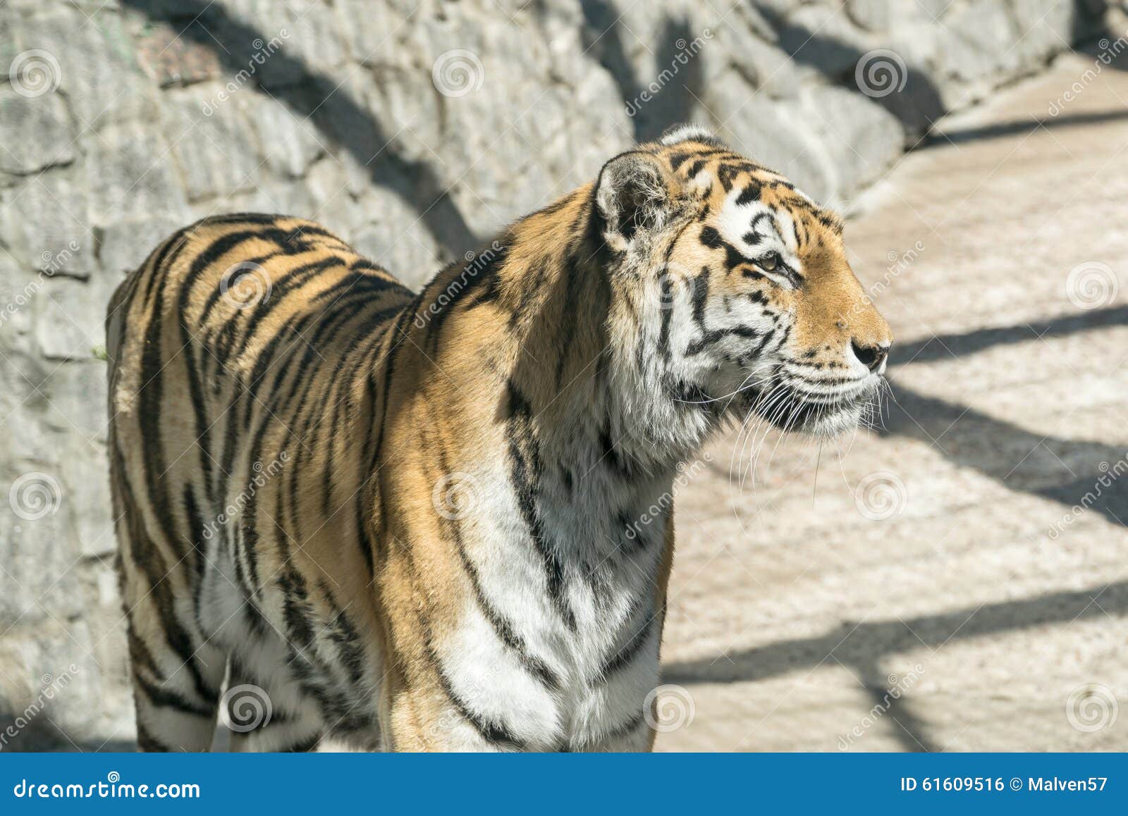 Big Tiger Stand and Looks Aside Stock Photo - Image of stand, space ...