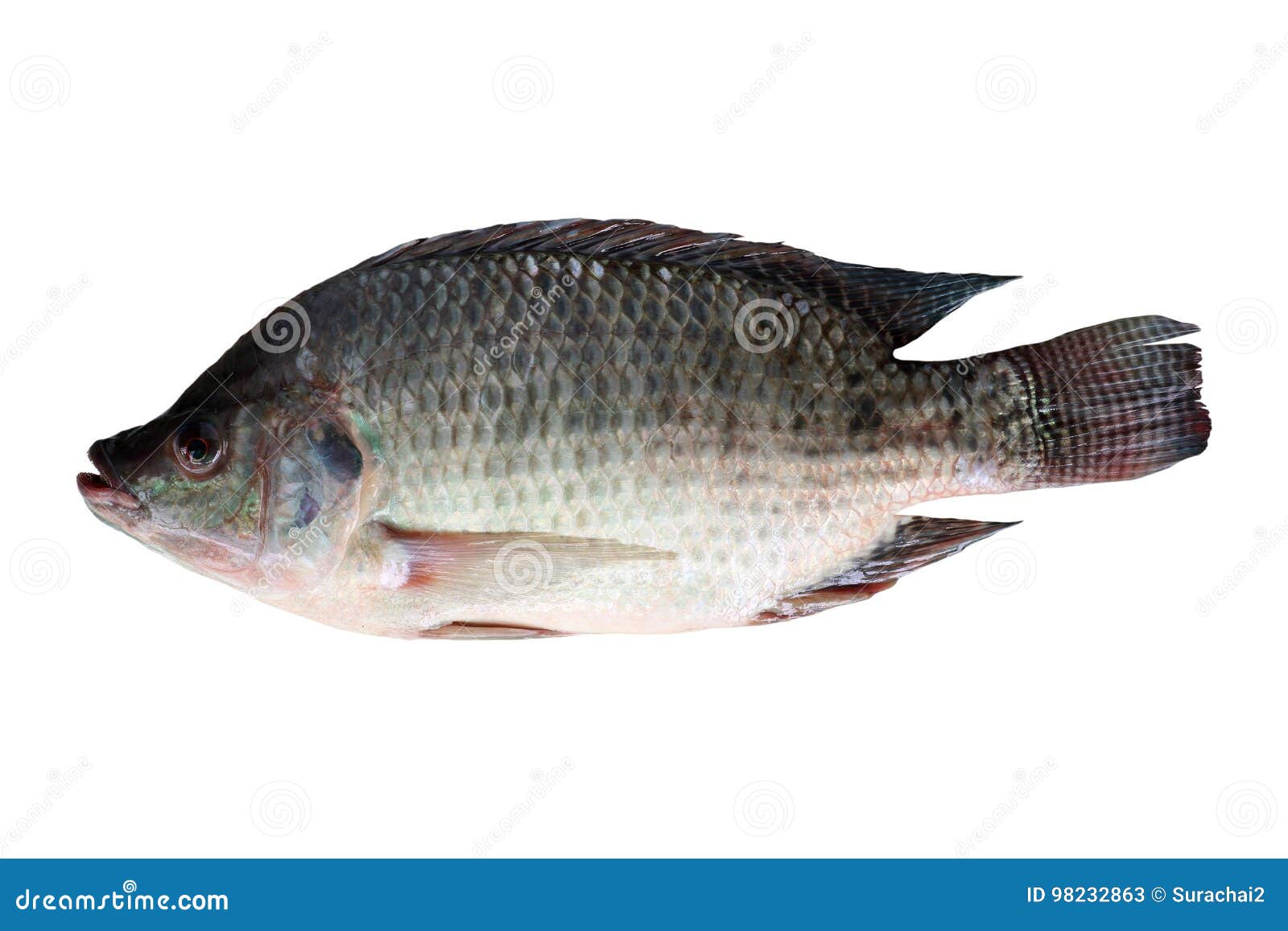 Tilapia Isolated on White Background Stock Image - Image of water, wild ...