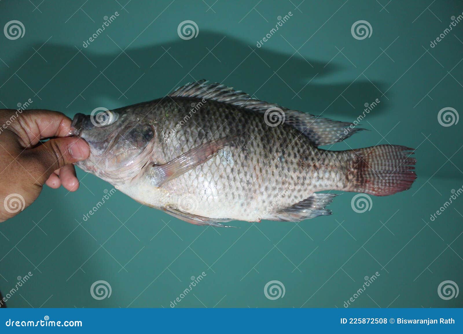Big Tilapia Mossambicus Fish in Hand Invasive Tilapia Fish in Hand ...