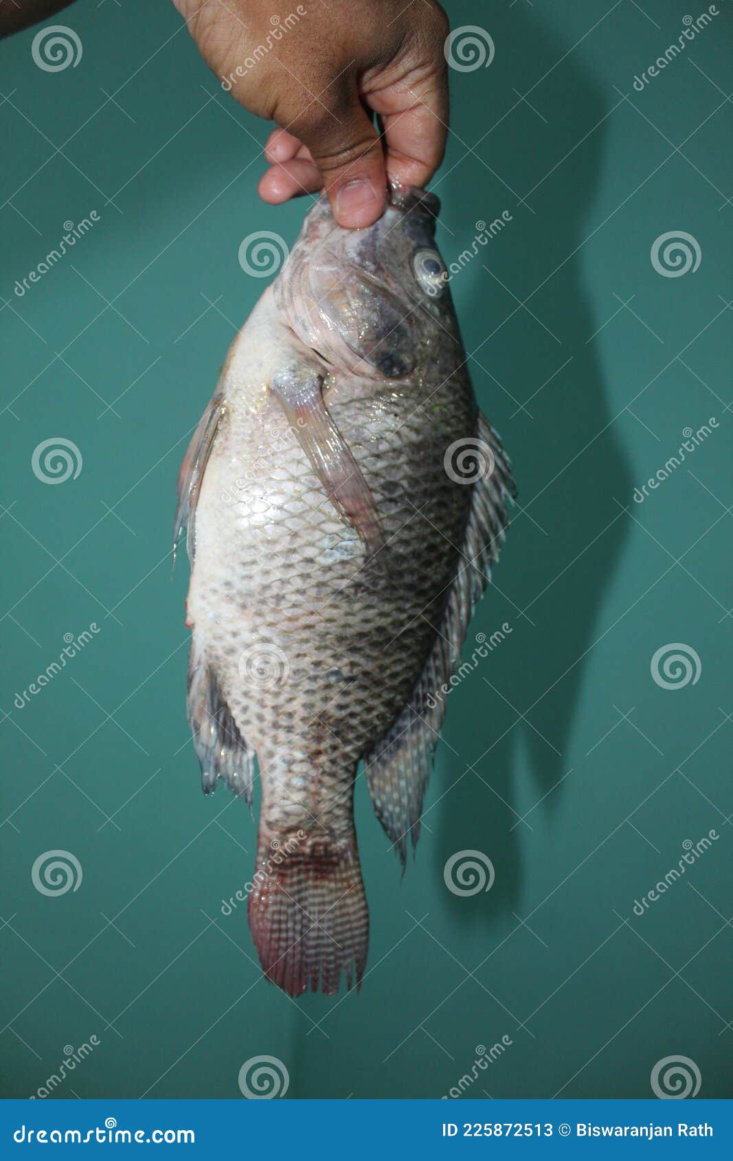 Big Tilapia Mossambicus Fish in Hand Invasive Tilapia Fish in Hand ...