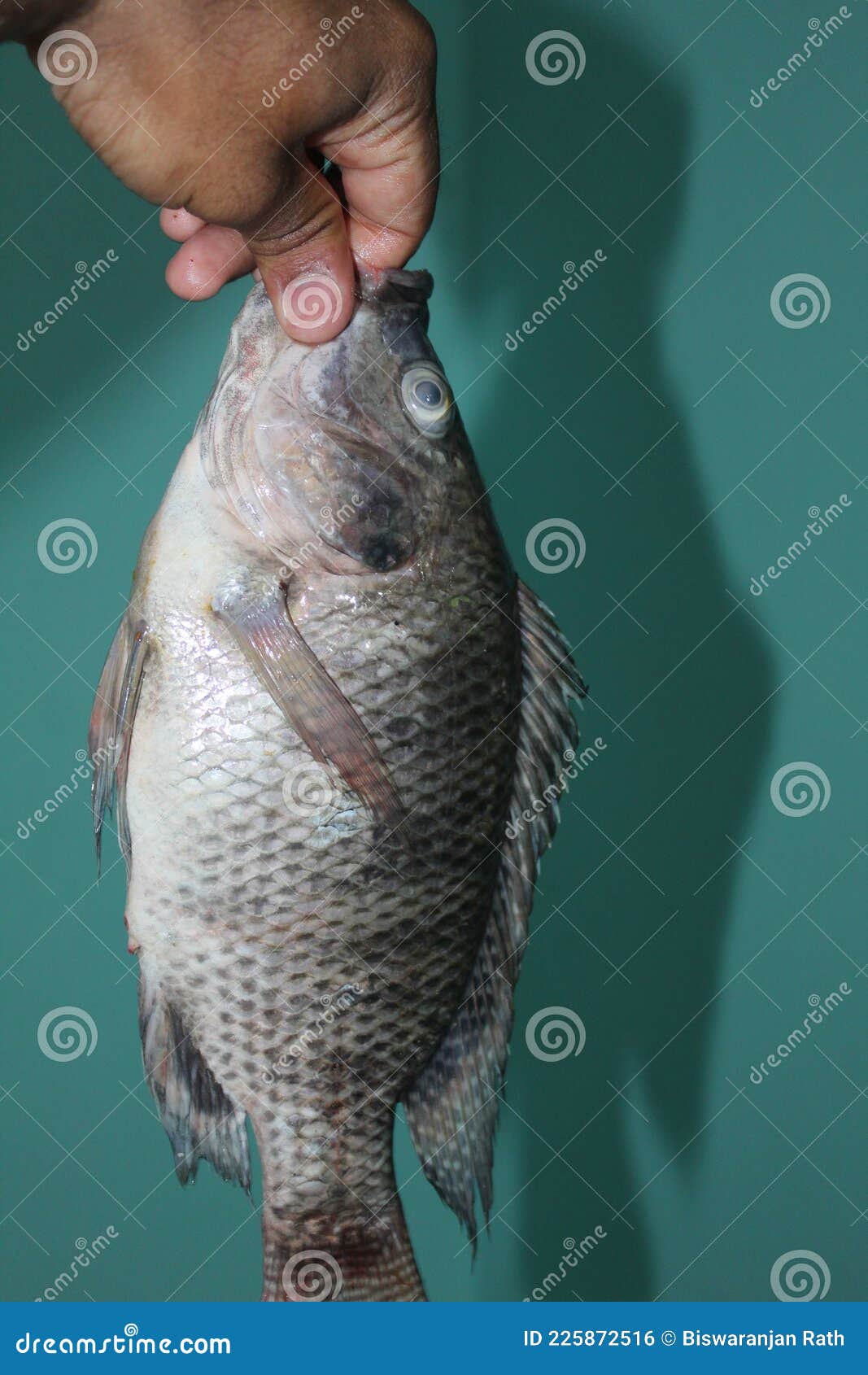 Big Tilapia Mossambicus Fish in Hand Invasive Tilapia Fish in Hand ...