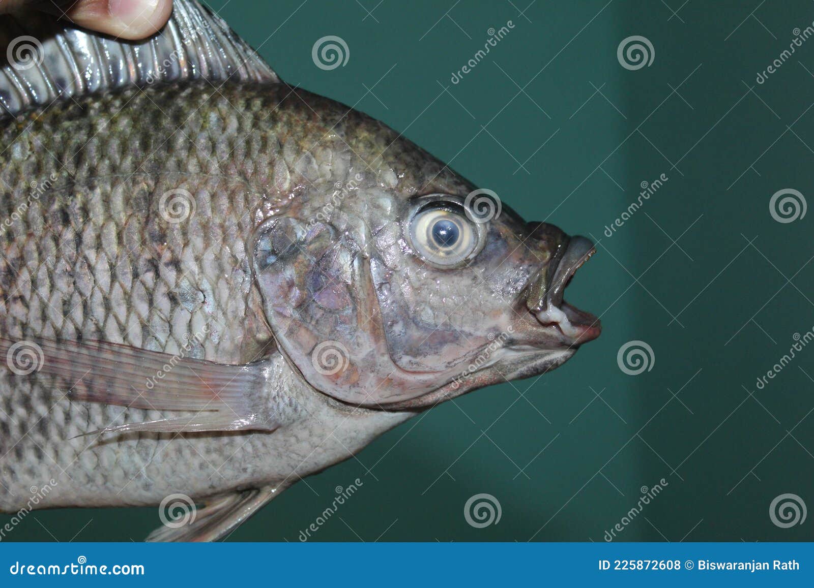 Big Tilapia Mossambicus Fish In Hand Invasive Tilapia Fish In Hand ...