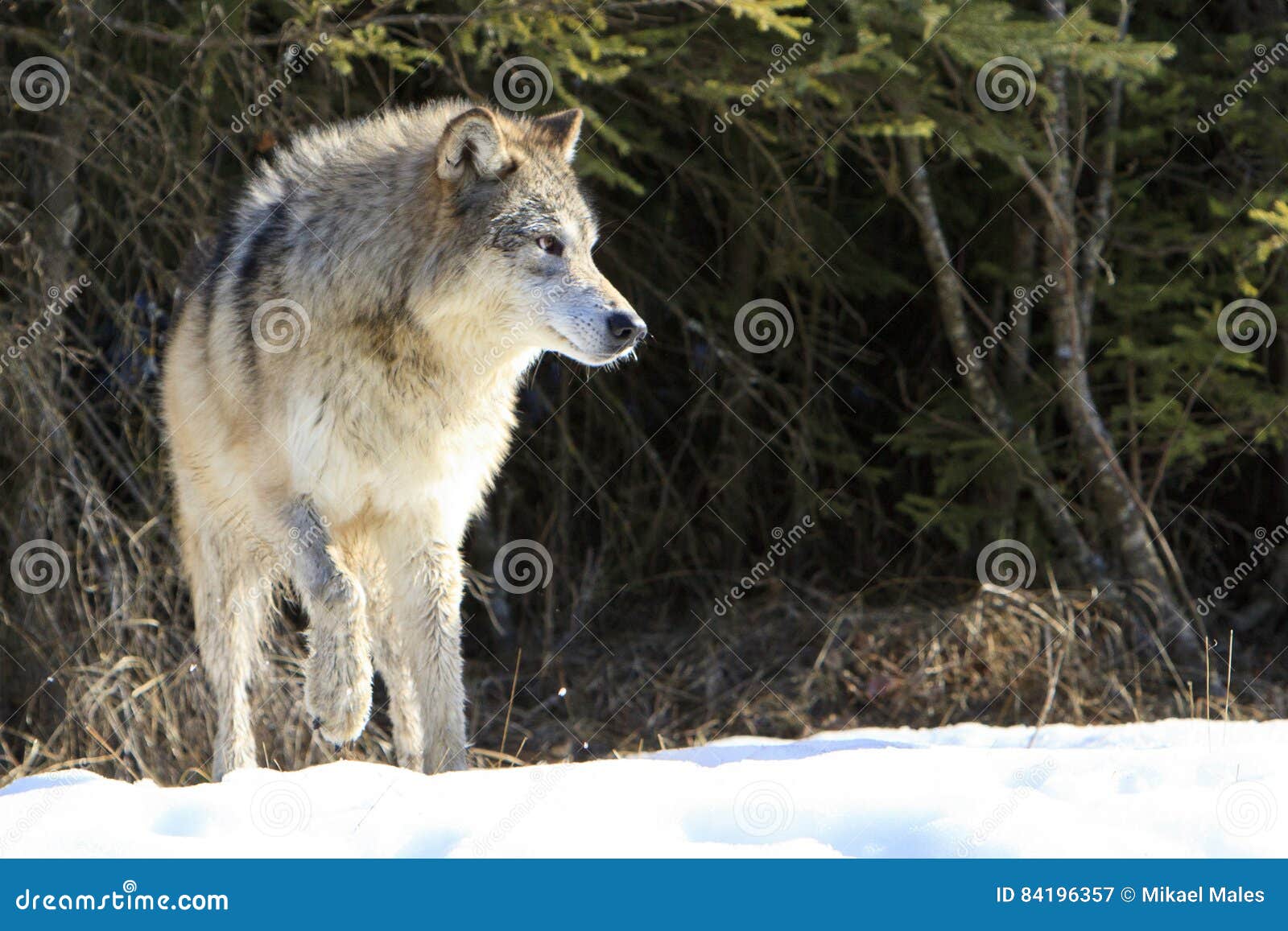 Big timber wolf stock image. Image of alpha, living, courage - 84196357