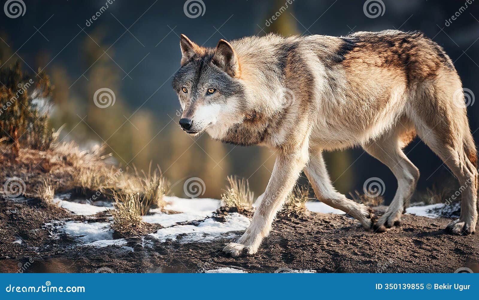 A Big Timber Wolf Walking Dangerously Close Royalty-Free Stock Photo ...