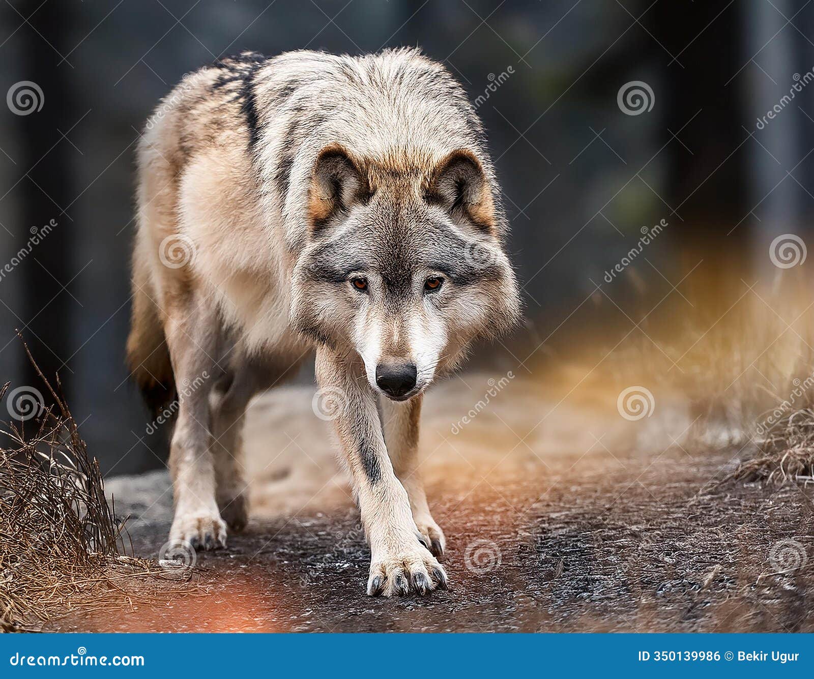 A Big Timber Wolf Walking Dangerously Close Royalty-Free Stock Photo ...