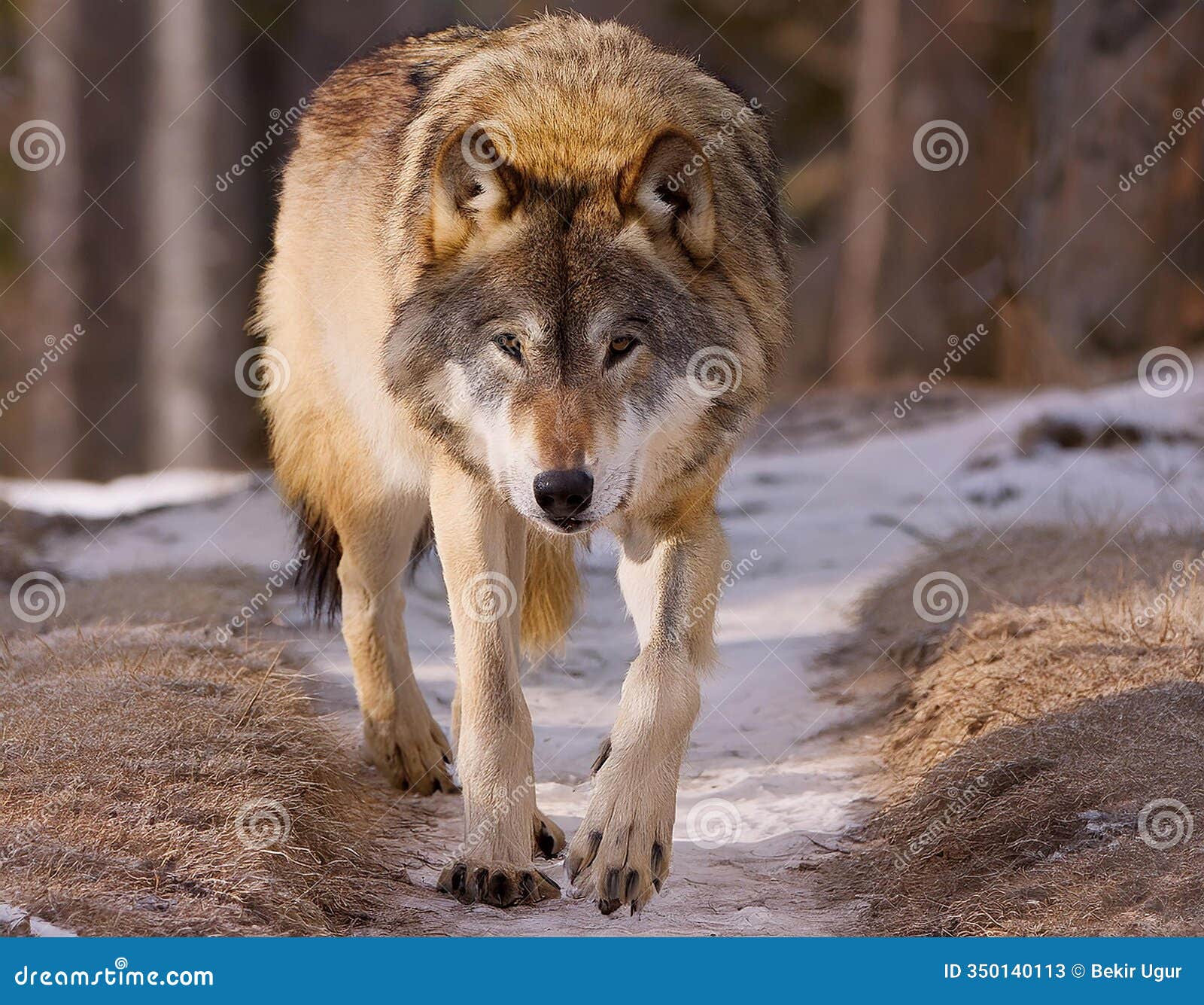 A Big Timber Wolf Walking Dangerously Close Stock Illustration ...