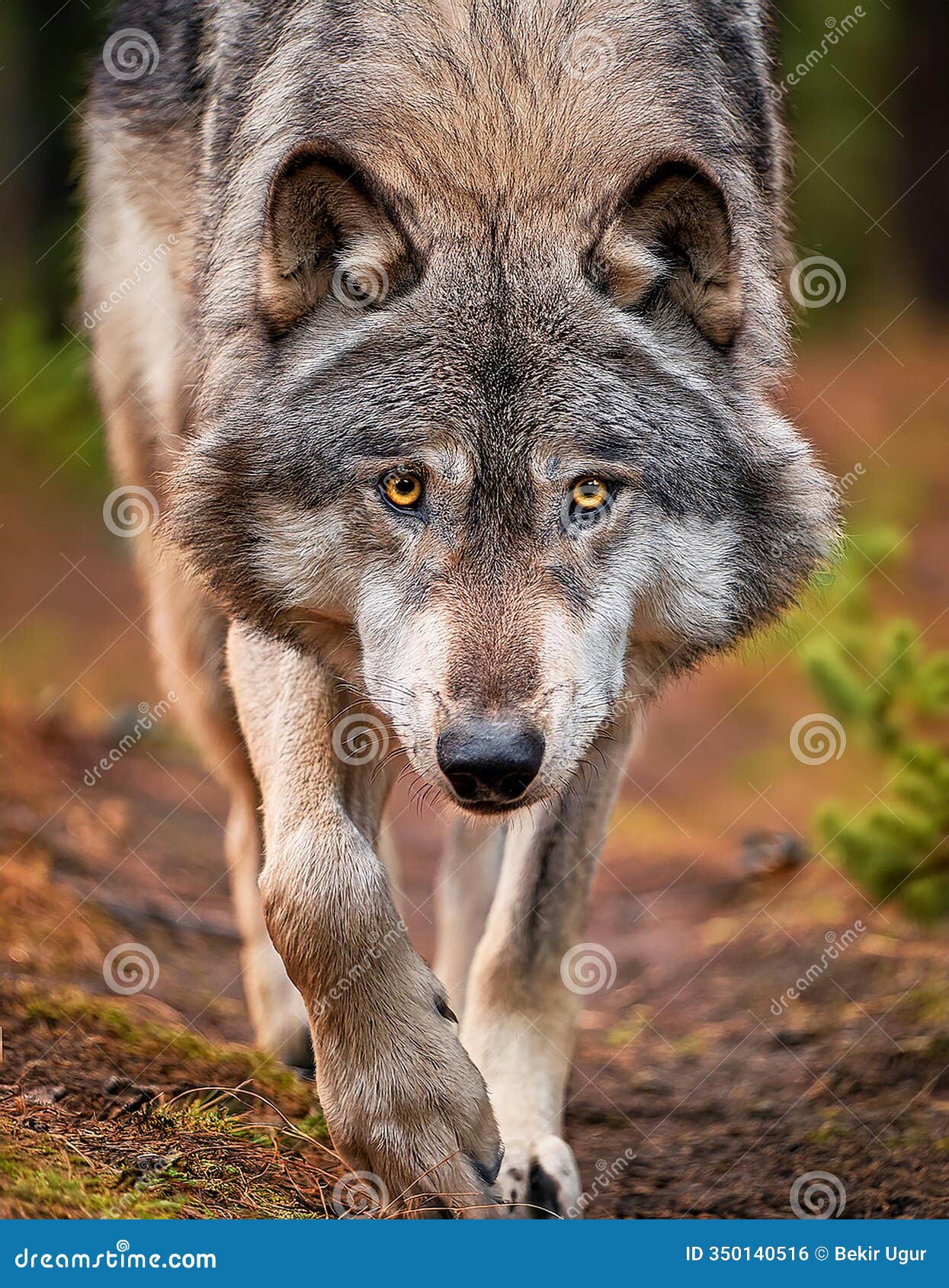 A Big Timber Wolf Walking Dangerously Close Stock Illustration ...